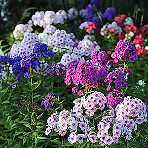 Dichmag 1000+ Phlox Seeds for Planting Mixed Color - Popstars Phlox Creeping Perennial Ground Cover - Annual Flower Seeds for Home and Garden, Blue