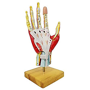 2023 New Medical Anatomical Hand Skeleton Model W/ Muscles Ligaments Nerves and Blood Vessels, 7 Parts, Life Size, Magnetic Easy Mounting (Hand Model)