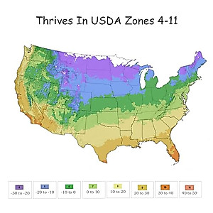 Drift Popcorn Rose, 2 Gal