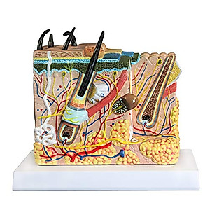 Vision Scientific VAK425 Skin Model | 70x Enlarged | 3 Dimensions | Numbered and Labelled with Key Card