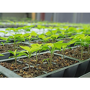 Pepper Joe’s Carolina Reaper Seeds – Pack of 10+ World’s Hottest Chili Pepper Seeds – USA Grown – Premium Non-GMO Carolina Reaper Seeds for Planting