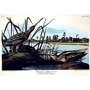 American Snipe. From"The Birds of America" (Amsterdam Edition)