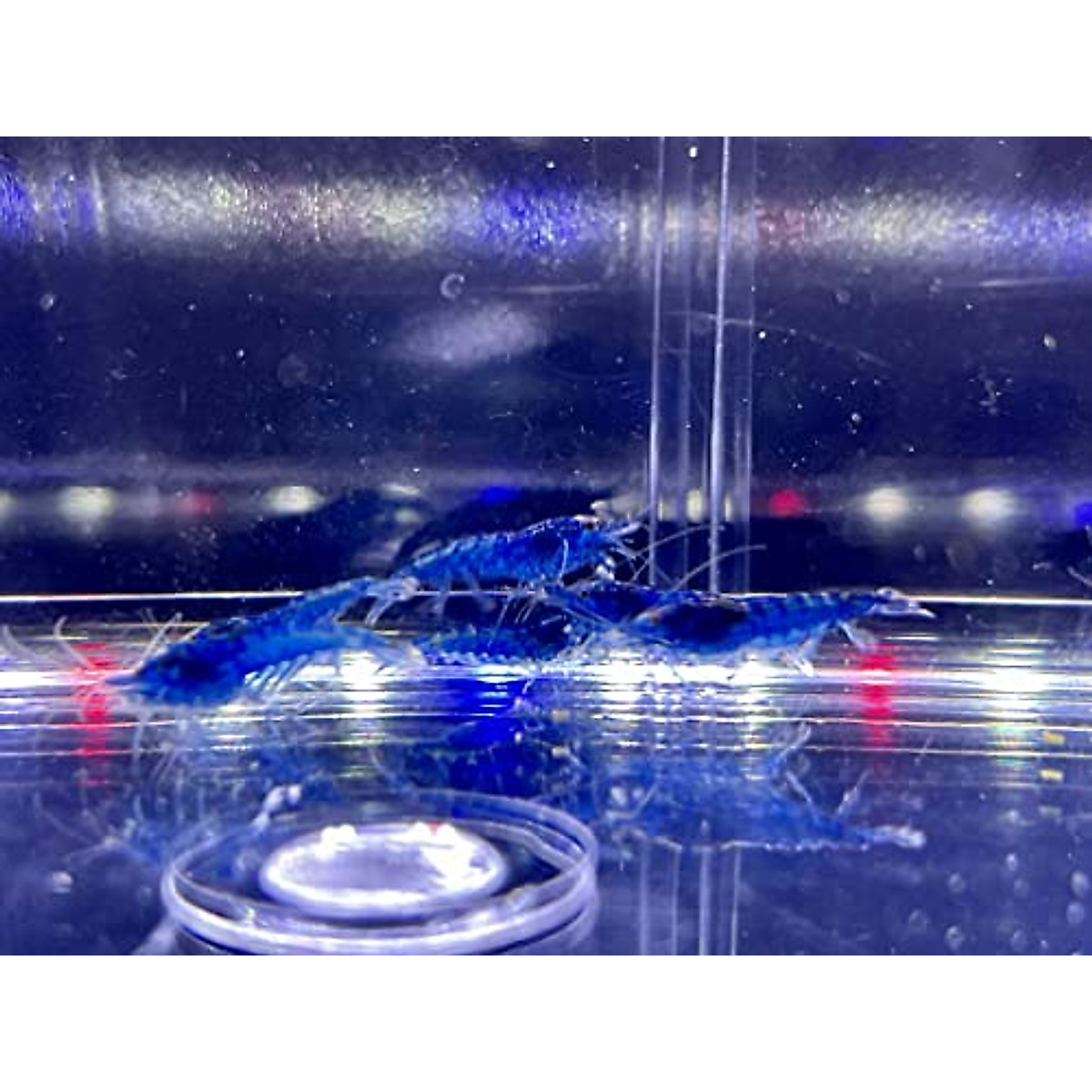 Blue Dream Shrimps Live Freshwater Shrimp Aquarium Neocaridina Inverts RCS (10 Shrimps (+2))