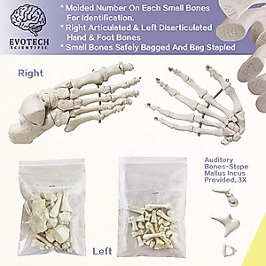 Evotech Disarticulated Human Skeleton Model For Anatomy 67 inch High, Full Size Skeleton Models with Skull, Spine, Bones, Articulated Hand & Foot, for Anatomy Medical Learning