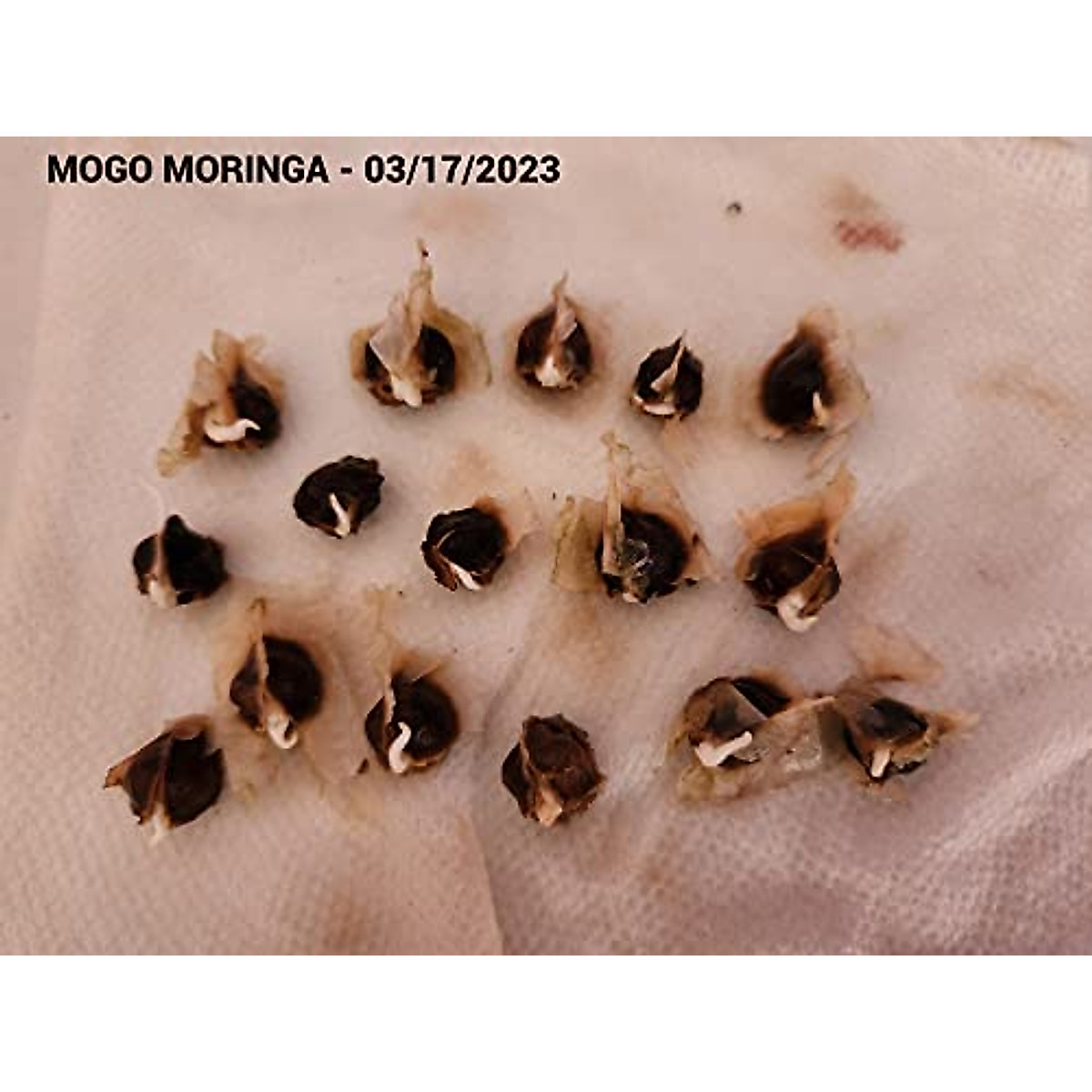 100+ Organic Moringa Seeds| Best for Planting & Gardening| High Yield Fully Matured Black Seeds|Semillas De Moringa| Antioxidant Rich Superfood - Mogo