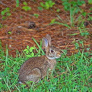 Chicken Wire 13.7 in x 236 in Poultry Wire Netting Hexagonal Galvanized Mesh Garden Fence Barrier for Craft Projects, Pet Rabbit Chicken Fencing