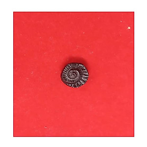 SynSpiritStore Original Shaligram/Shalagram Shila Stone (Approx. Half Inch) for Lord Vishnu Pooja and Tulsi Pooja, Nepal Gandaki River Stone