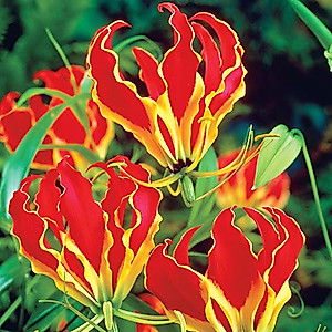 QAUZUY GARDEN 5 Creeping Climbing Flame Lily (Glory Gloriosa Lily/Fire Lily/Gloriosa Superba) Tiger Claw Agnishikha Seed Heirloom Eye-Catching Perennial Flower Attract Pollinators
