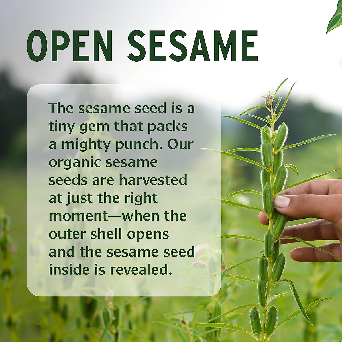 Banyan Botanicals Sesame Oil – Organic & Unrefined Sesame Oil for Skin, Body, Hair & More – Multiple Sizes – 16 oz – Non GMO Sustainably Sourced Vegan