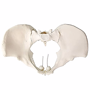 Evotech Flexible Female Pelvis Model On Elastic, Life Size Female Pelvic Skeleton Model W/Bungee, Anatomy Medical Model for Science Education, Midwife in Obstetrics, Gynecology & Patent Communication