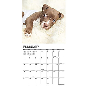 Just American Pit Bull Terrier Puppies 2024 Calendar