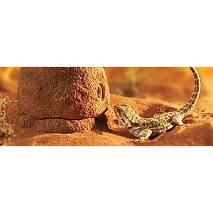 Exo Terra Termite Hill