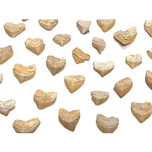 Zentron Crystal Collection Corax Shark Teeth Squalicorax Fossil Tooth 1" (10)