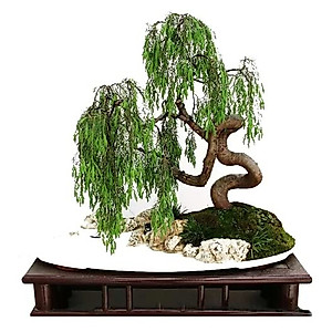 Money Tree Bonsai Fresh Cutting - Thick Trunks Fast Growing Light Bonsai Indoor Money Plant - Antique Piece for Your Home and Office