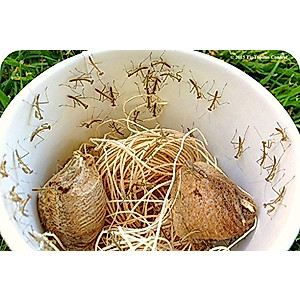 Praying Mantis (5) Egg Cases with Habitat Cup- 5 Egg Cases & 1,500 Live Ladybugs