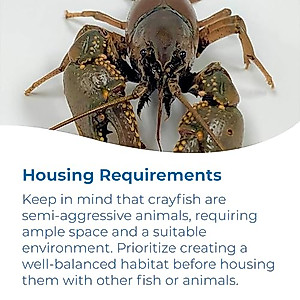 Toledo Goldfish Crayfish: Live Crawdads Perfect for Stocking Ponds or Aquariums - 10 Count