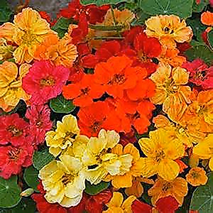 Nasturtium, Whirly Bird Mix Seeds, 25+ Seeds, Newly Harvested-Beautiful Flower