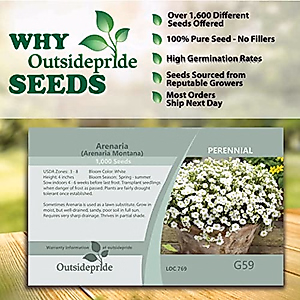 Outsidepride Perennial Arenaria Montana Alpine, Rock Garden, Or Ground Cover Plant - 2000 Seeds