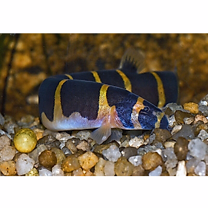 2" Banded Kuhli Loach Live Fish Aquatic Pets