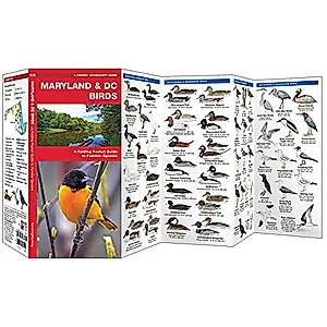 Maryland & DC Birds: A Folding Pocket Guide to Familiar Species (Nature Observation North America)