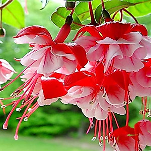 QAUZUY GARDEN 200 Red Pink Fuchsia Seeds Premium Heirloom Ladies' Eardrop Seeds - Potted Hanging Fuchsia Flowers Perennial Home Plant Bonsai Attract Hummingbirds