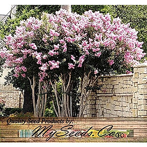 Big Pack - (1,000) Crape Myrtle Mix, Lagerstroemia Indica Tree Seeds - by MySeeds.Co (Big Pack - Crape Myrtle)