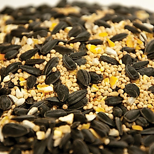 Martha Stewart MTS-PRMBRDSD 5-Pound Premium Song Blend Bird Seed, Clear