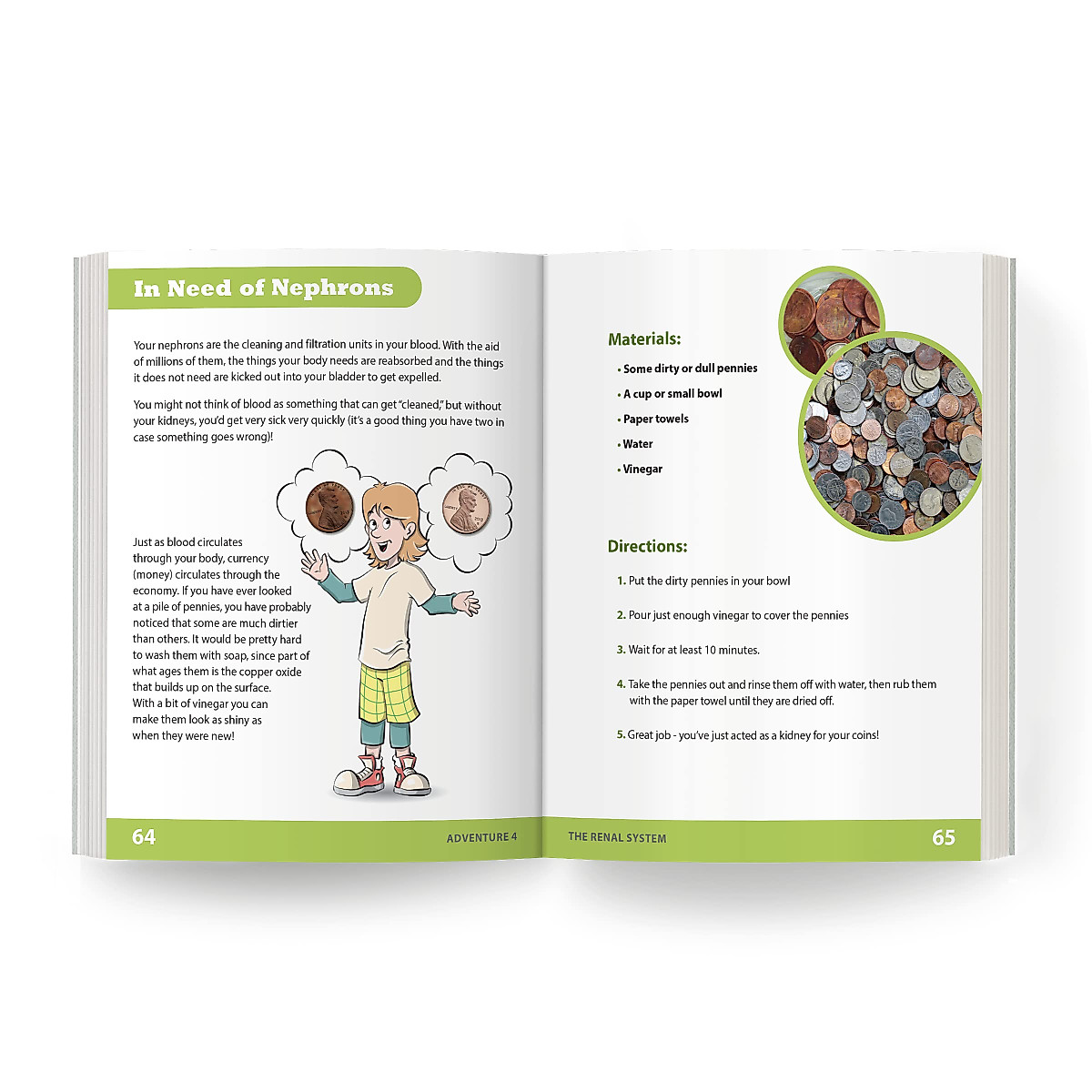 The Renal System: You've got to be Kidney - Adventure 4 (Systems of the Body)