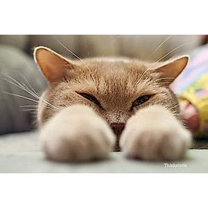 MY LUCKY PETS LLC cat Breath freshener - CAT PROBIOTICS - Advanced Natural Digestive AID Formula - GET RID of Bad Breath and Stop Diarrhea - salivarius probiotic - 3 Bottles (180 Treats)