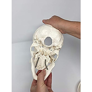Medical Anatomical Skull Model - 3 Parts - Life Sized Human Mold