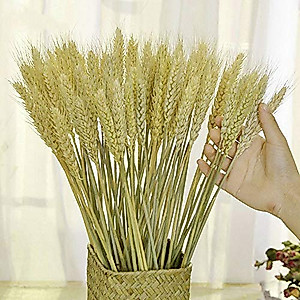 TooGet Dried Wheat Sheaves Stalks Bouquet Bundles, 100 Stems Natural Ear of Wheat Grain Flowers Dry Grass Bunch DIY Arrangements for Home Wedding Store Decorative