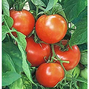 New Yorker Tomato Seeds for Planting, 100+ Heirloom Seeds Per Packet, (Isla's Garden Seeds), Non GMO Seeds, Botanical Name: Solanum lycopersicum, Great Home Garden Gift