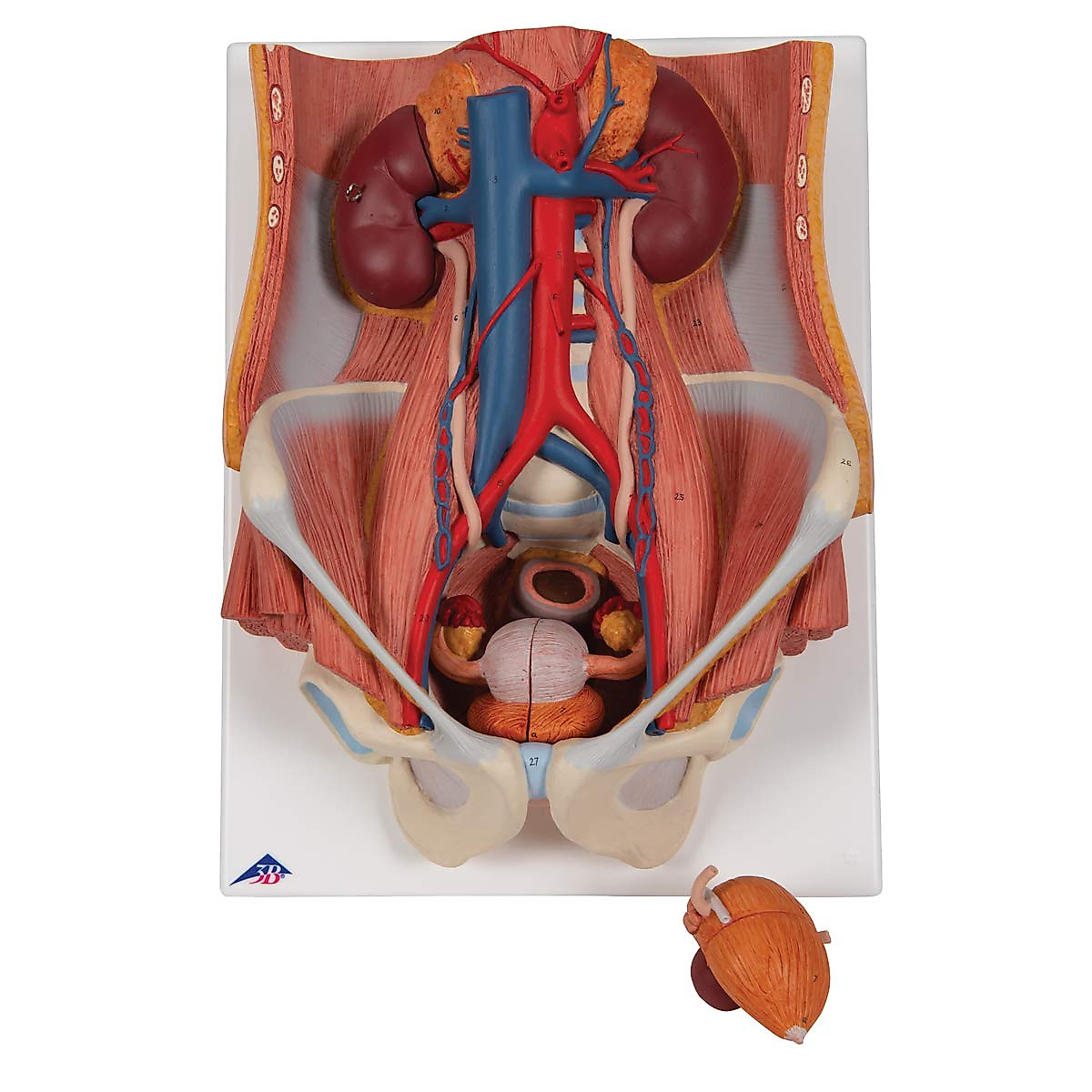 3B Scientific K32 Dual Sex 6-part Urinary System - 3B Smart Anatomy