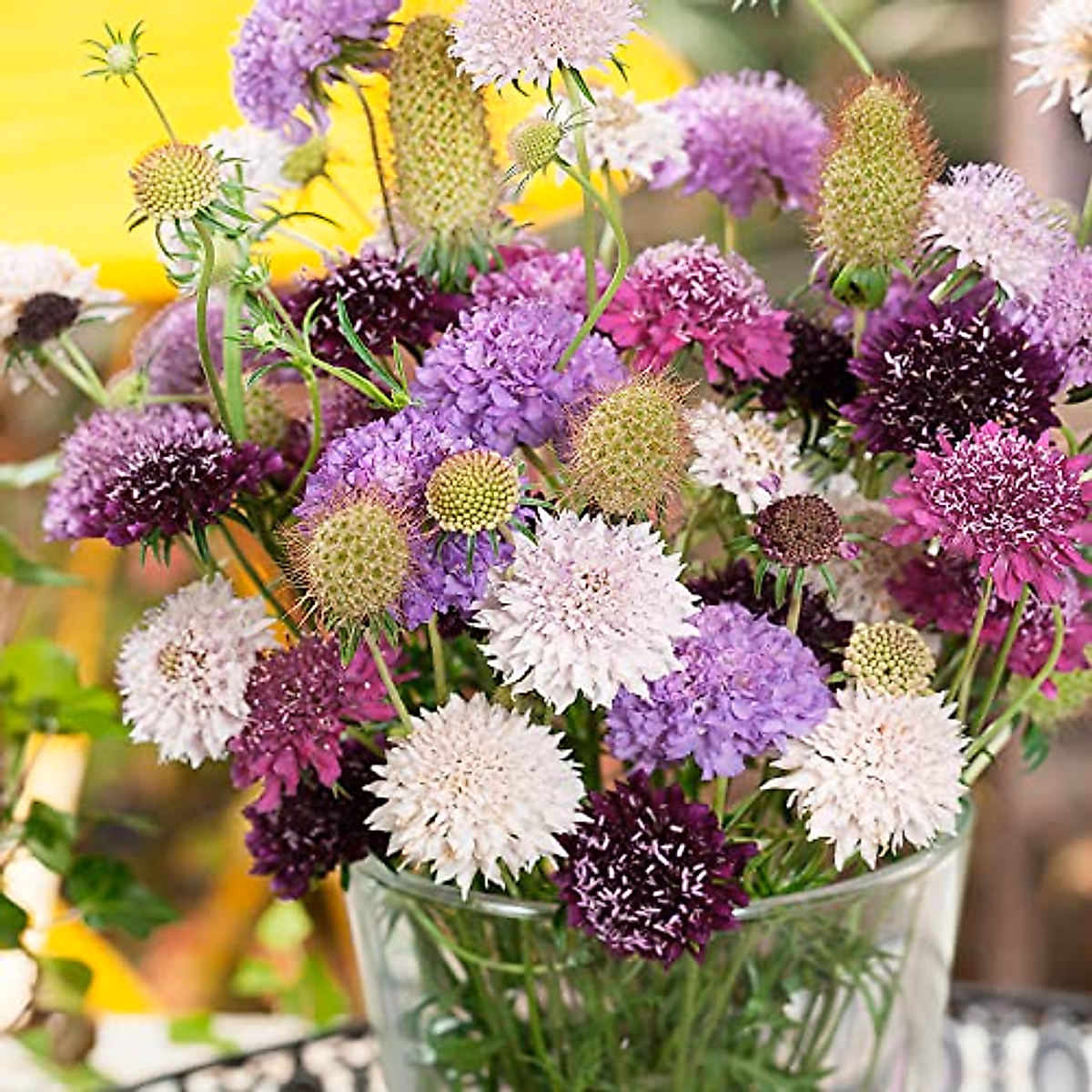 Outsidepride Annual Scabiosa Dwarf Double Pincushion Garden Cut Flower Mix for Arrangements, Drying, & Pressing - 200 Seeds
