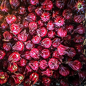 Hibiscus sabdariffa/Roselle Seeds - Pack of 30, Certified Organic, Non-GMO, Open Pollinated, Untreated Flower Seeds for Planting – from USA