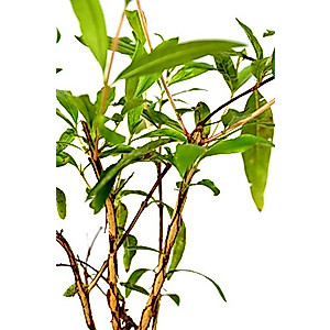 9GreenBox - Dwarf Pomegranate Mame Bonsai with Water Tray and Fertilizer Live Plant Ornament Decor for Home, Kitchen, Office, Table, Desk - Attracts Zen, Luck, Good Fortune - Non-GMO, Grown in the USA