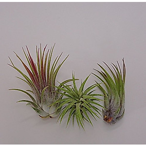 CTS Air Plants Tillandsia Ionantha Assorted 3 Pack