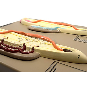 EISCO Ascaris Model, Male & Female - Enlarged, Dissection with Hand Painted Details - Mounted on Base, 14" x 13"