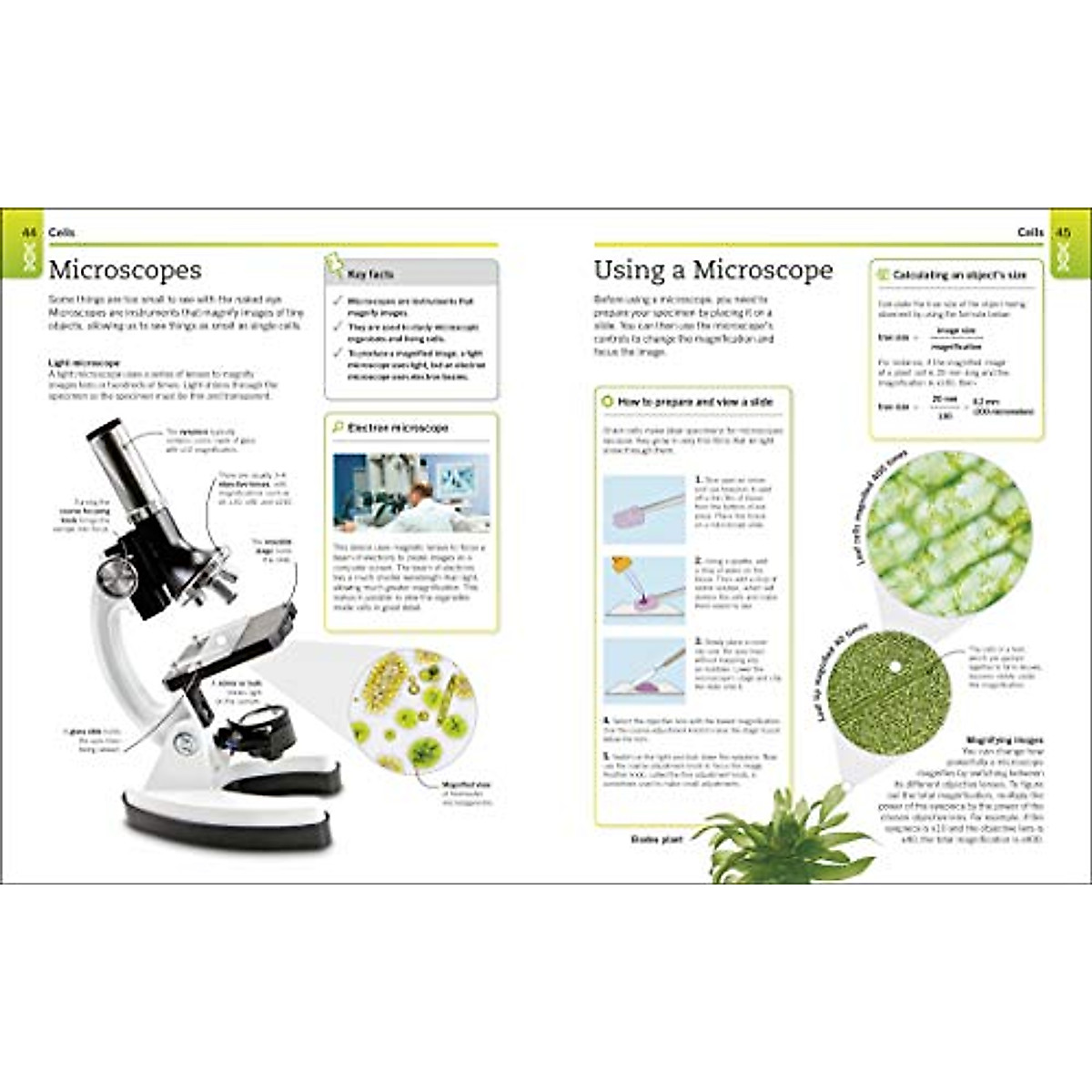 Super Simple Biology: The Ultimate Bitesize Study Guide (DK Super Simple)