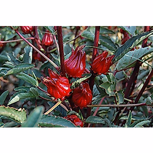 Hibiscus sabdariffa/Roselle Seeds - Pack of 30, Certified Organic, Non-GMO, Open Pollinated, Untreated Flower Seeds for Planting – from USA