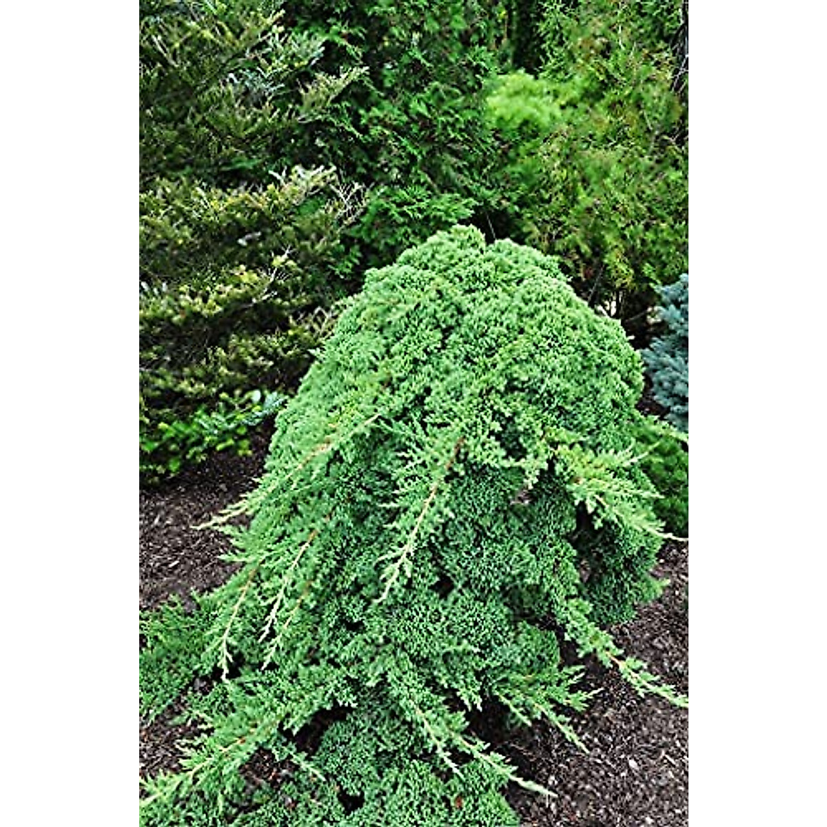 Dwarf Japanese Garden Juniper | 15 Live 4 Inch Pots | Juniperus Procumbens Nana | Drought Tolerant Evergreen Groundcover | Great Plants for Bonsai