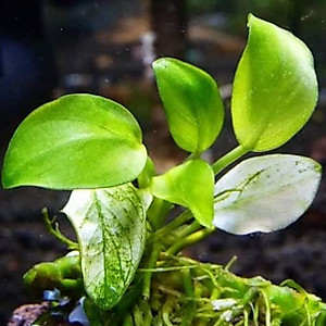 Mainam 3 Different Anubias Nana Java Fern Windelov Tropical Freshwater Live Aquarium Plant Decorations 3 Days BUY2GET1FREE