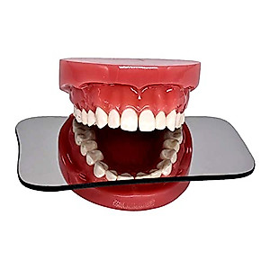 Dental Typodont Standard Teeth Model for Teaching Practice Demonstration Flossing Model for Adult