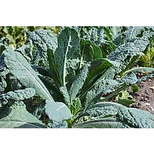 Gaea's Blessing Seeds - Lacinato Kale Seeds - Non-GMO Seeds with Easy to Follow Planting Instructions - Open Pollinated, 94% Germination Rate