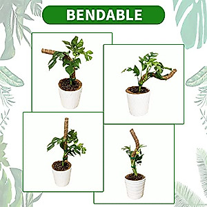 ICoirstream Coir Moss Pole Plant - 2 Pcs 31.5 Inch Coir Moss Pole Bendable and Stackable to 55 Inches - Use Alone or Together. Support Poles for Indoor Climbing Plants