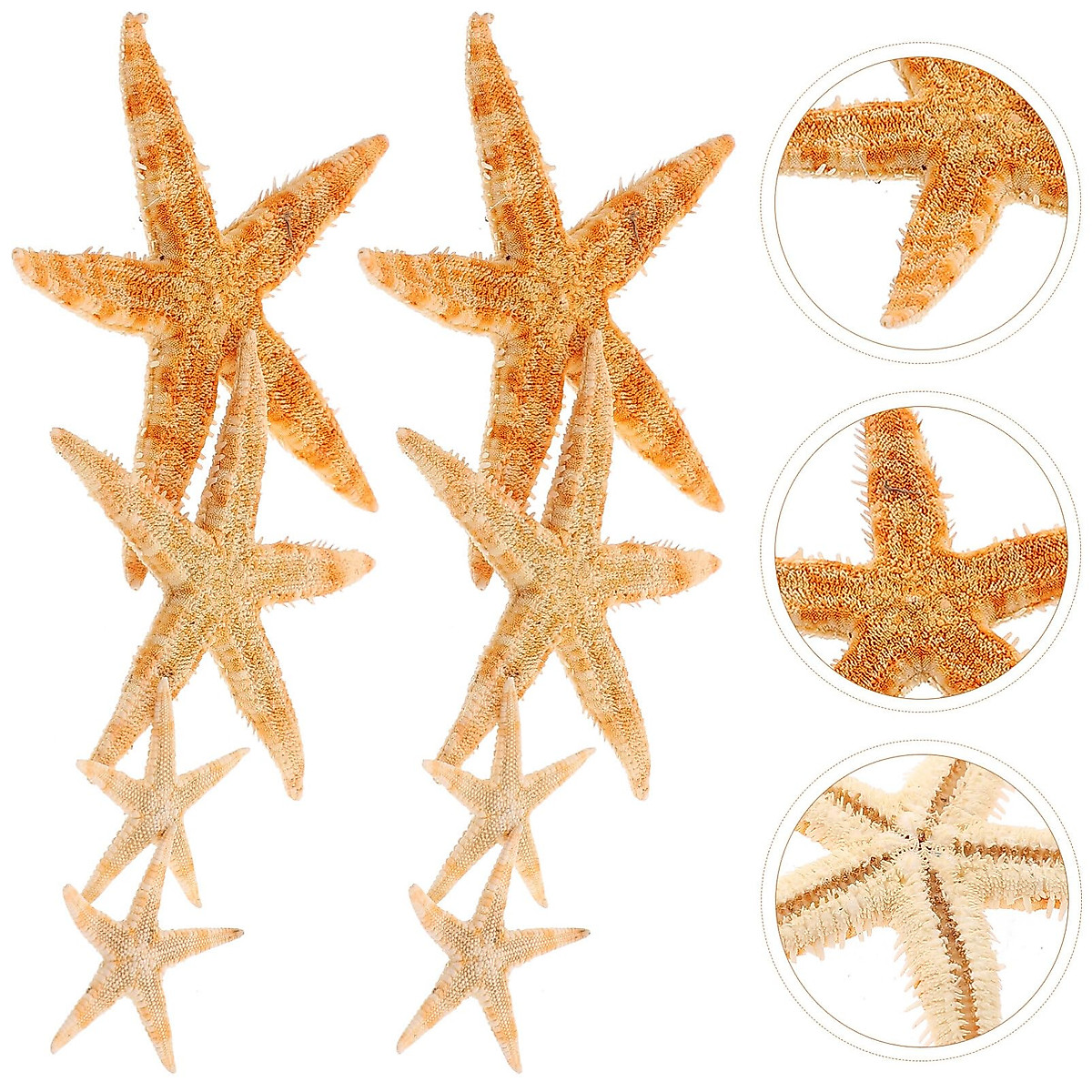 SEWACC 100pcs Ocean Beach Natural Seashells Sea Stars Nautical Fish Tank Aquarium Decor Table Scatter Vase Fillers for Christmas Tree Ornament Wedding