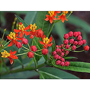 Blood Flower Milkweed Seeds - Food and Host Plant for Monarch Butterflies…