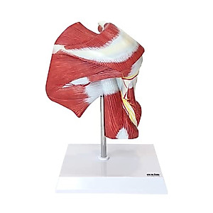 Axis Scientific Muscled Shoulder Joint Model – Shows Complete Shoulder Musculature from Rotator Cuff to Subscapular Muscles – Includes Base, Product Manual