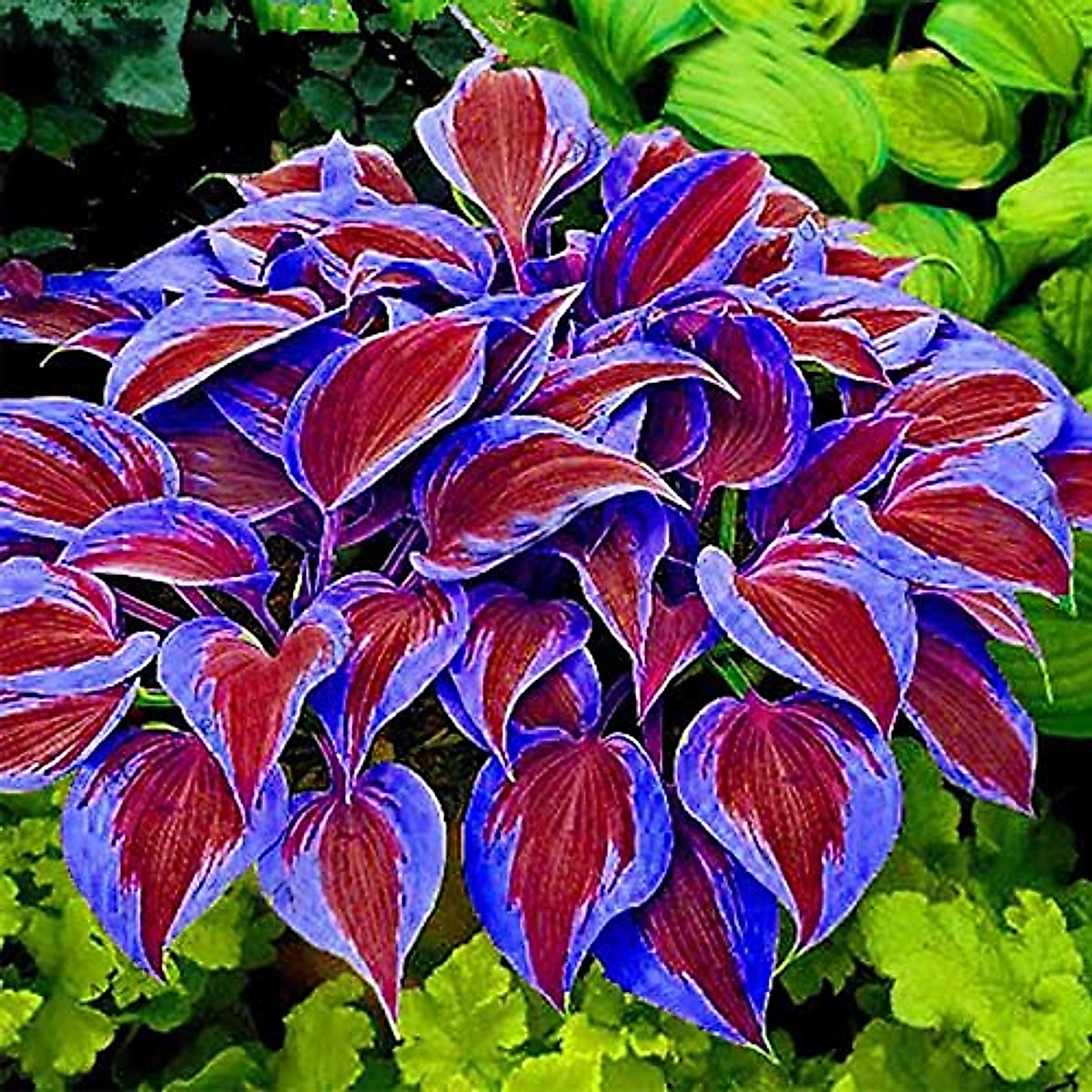 QAUZUY GARDEN - 200 Purple Hosta Seeds Perennial Attractive Fragrant Hosta Plantaginea Bonsai Seed for Garden Yard Decoration, Attract Pollinators