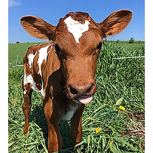 Maple Hill Creamery Organic Cream on Top Yogurt - USDA Organic Whole Milk Yogurt – Unsweetened No Sugar Added– 100% Certified Grass-Fed Yogurt, Plain, 32 oz